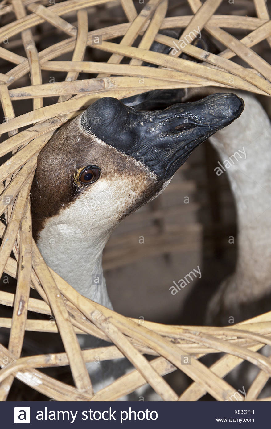 Animals Knob Goose High Resolution Stock Photography and Images - Alamy