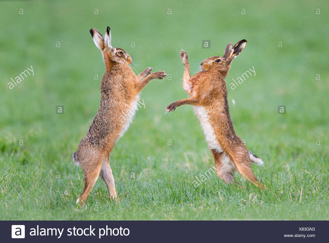 Boxing Hares High Resolution Stock Photography and Images - Alamy