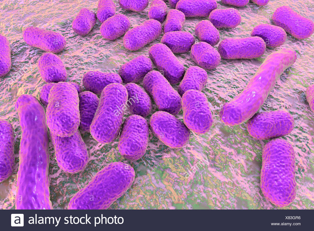Coccobacillus High Resolution Stock Photography and Images - Alamy