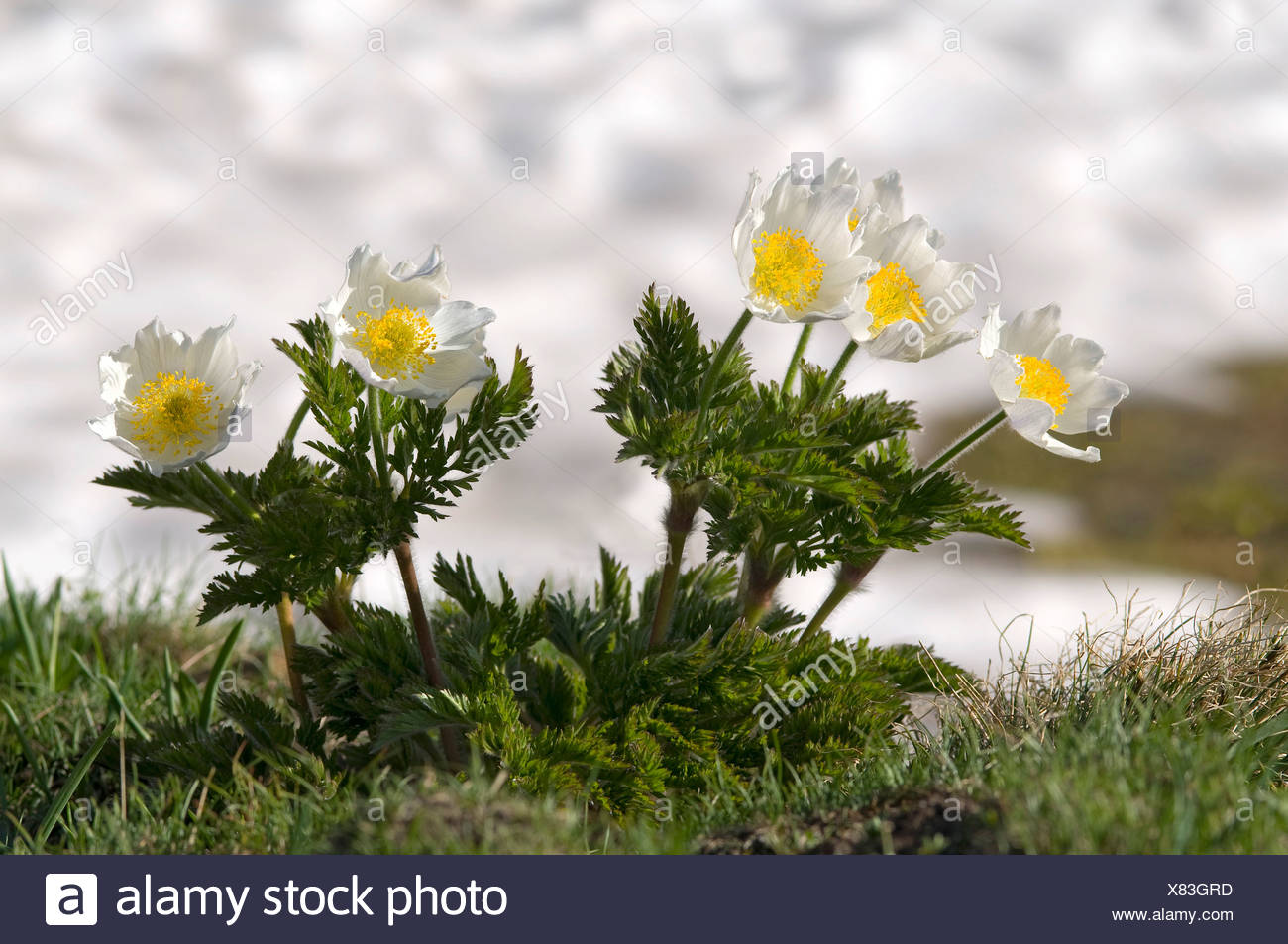 Alpine Anemone Pulsatilla Alpina High Resolution Stock Photography and ...