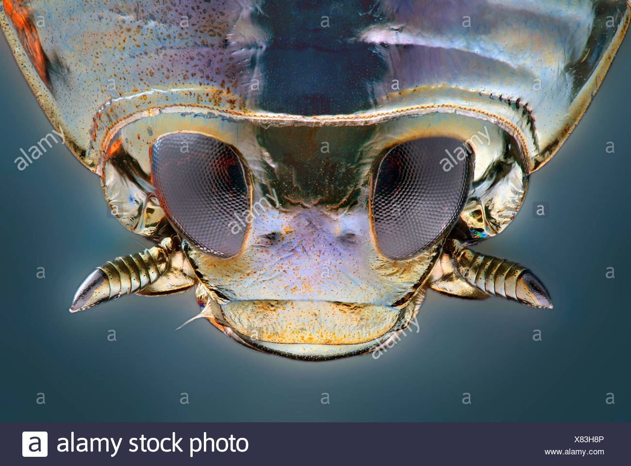 Natator Stock Photos & Natator Stock Images - Alamy