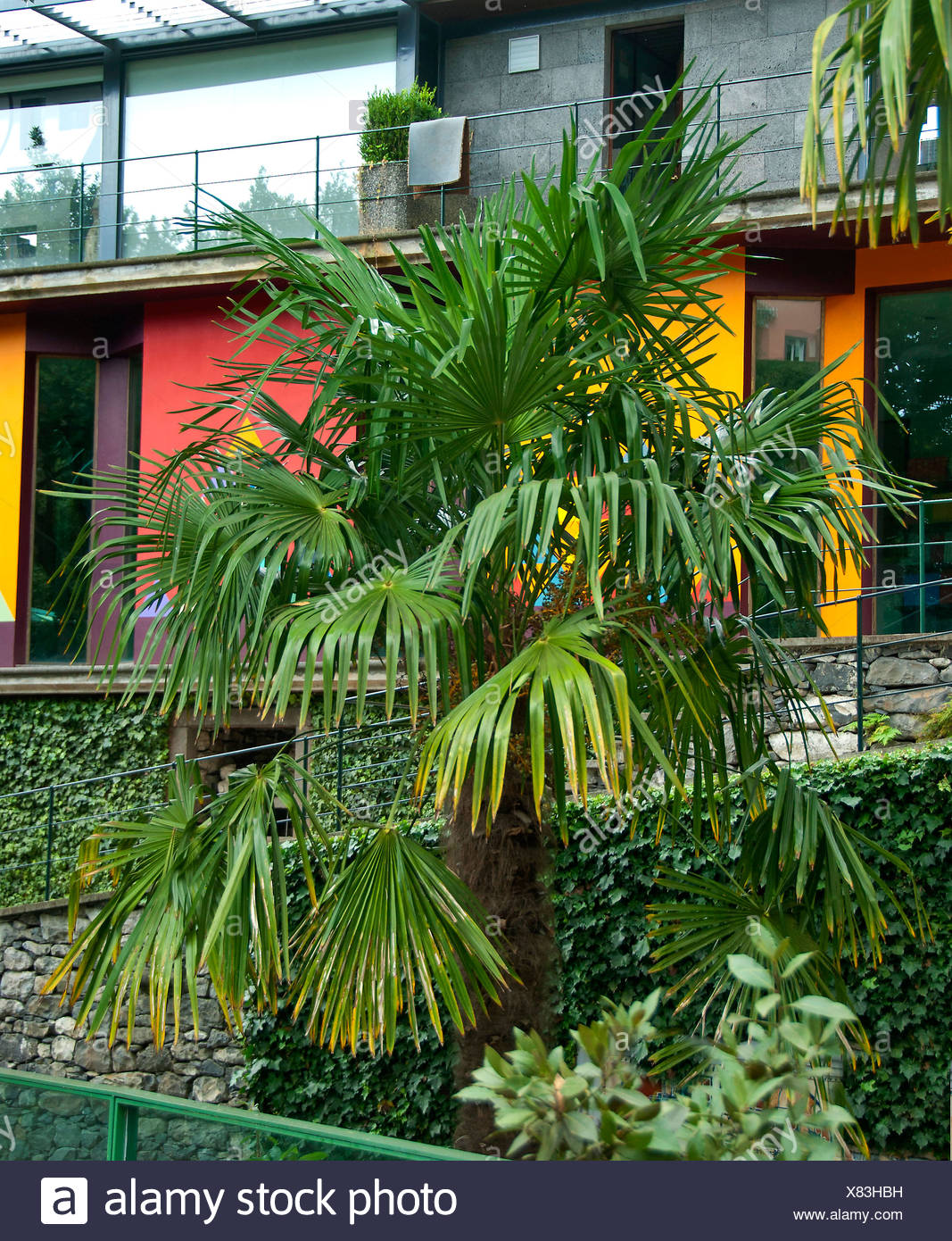 Hemp Palm Trachycarpus Fortunei High Resolution Stock Photography and ...