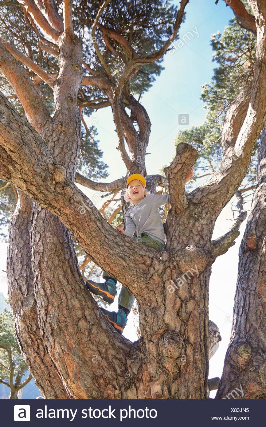 Tree Low Angle High Resolution Stock Photography and Images - Alamy