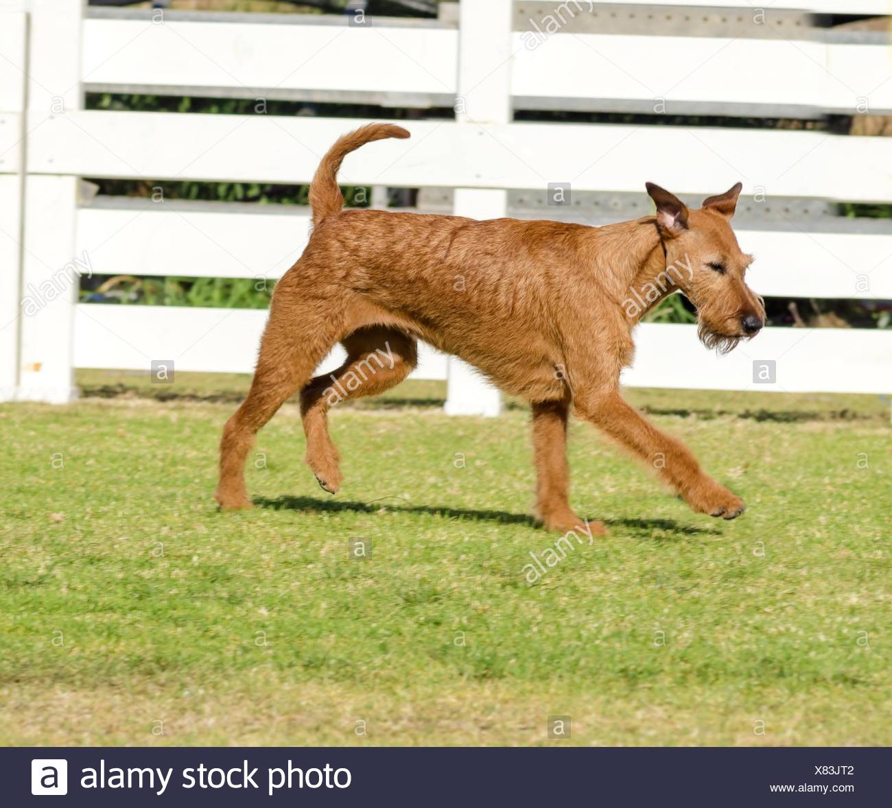 Red Wheaten High Resolution Stock Photography and Images - Alamy