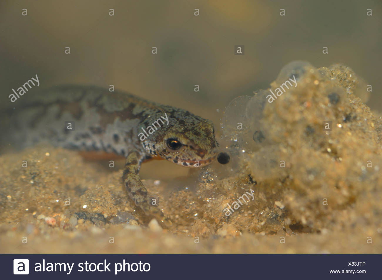 Newt Eggs High Resolution Stock Photography and Images - Alamy