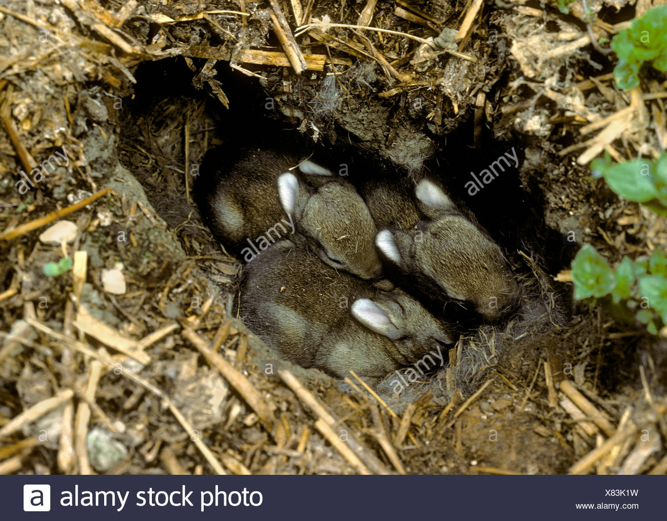 Baby Rabbits In Nest High Resolution Stock Photography and Images - Alamy
