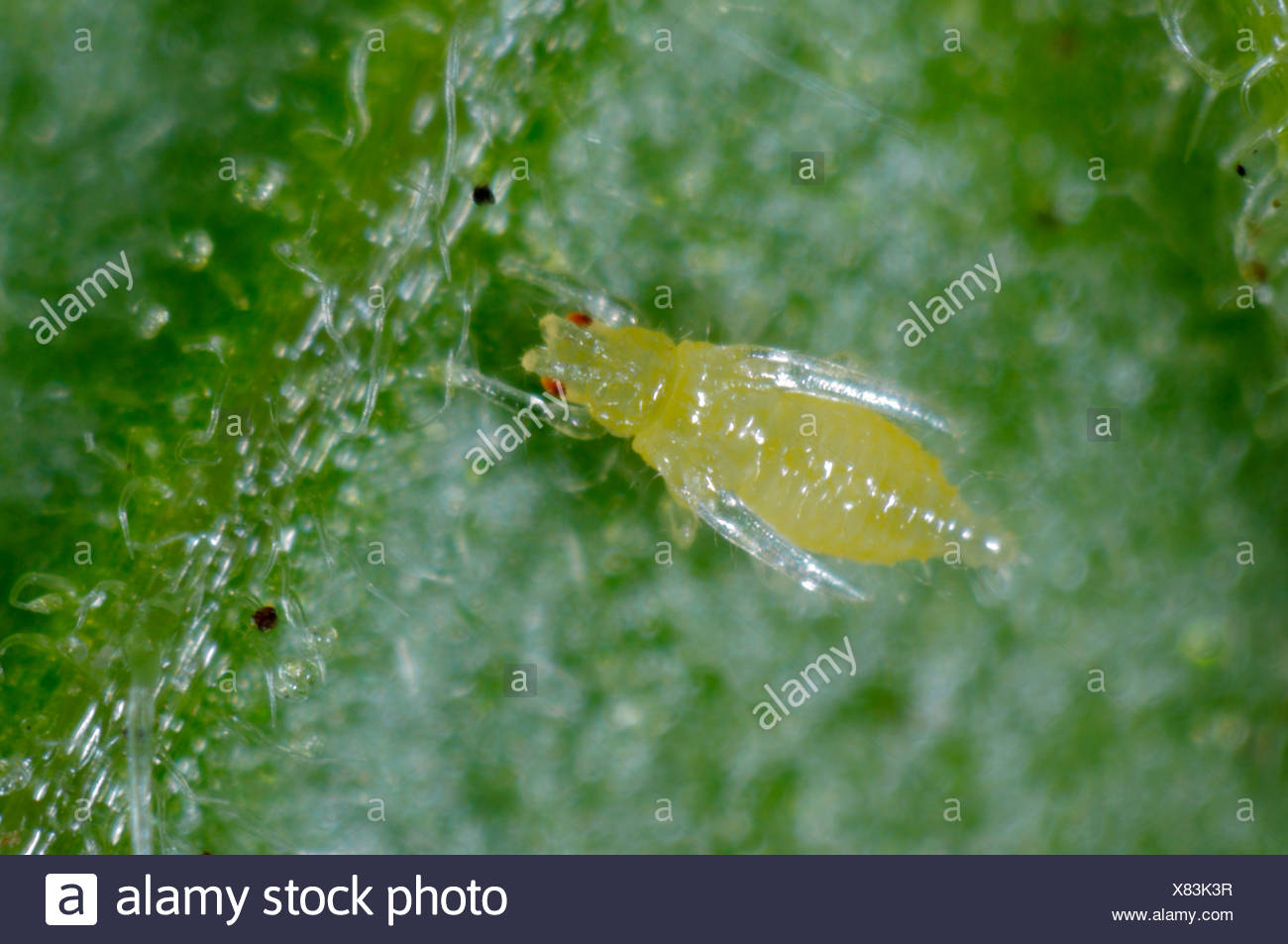 Western Flower Thrip Frankliniella Occidentalis High Resolution Stock ...