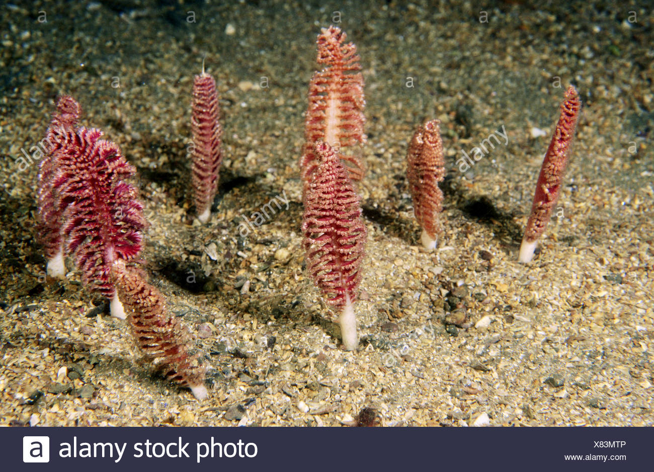 Pennatula Phosphorea High Resolution Stock Photography and Images - Alamy