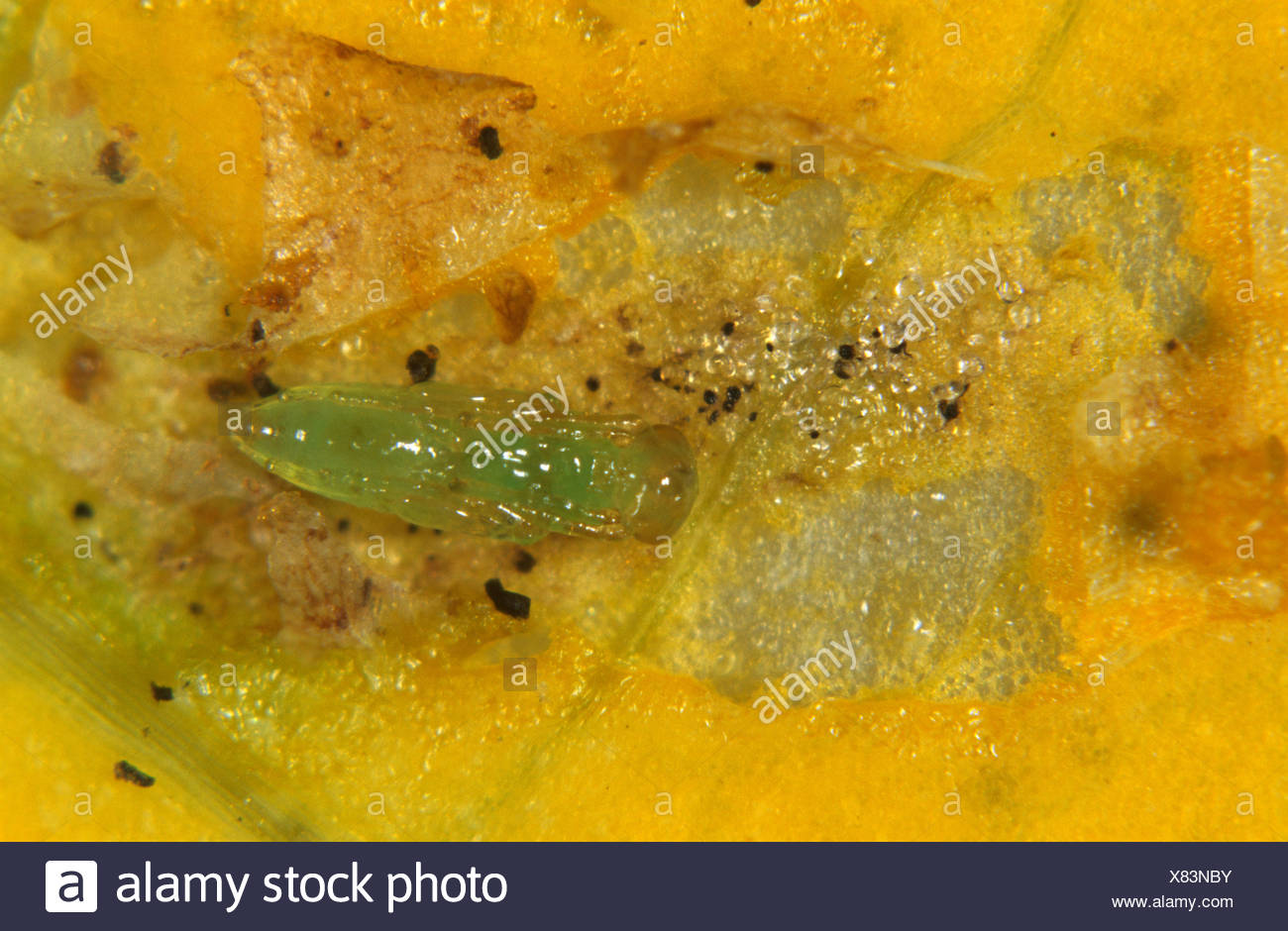Leaf Miners High Resolution Stock Photography and Images - Alamy