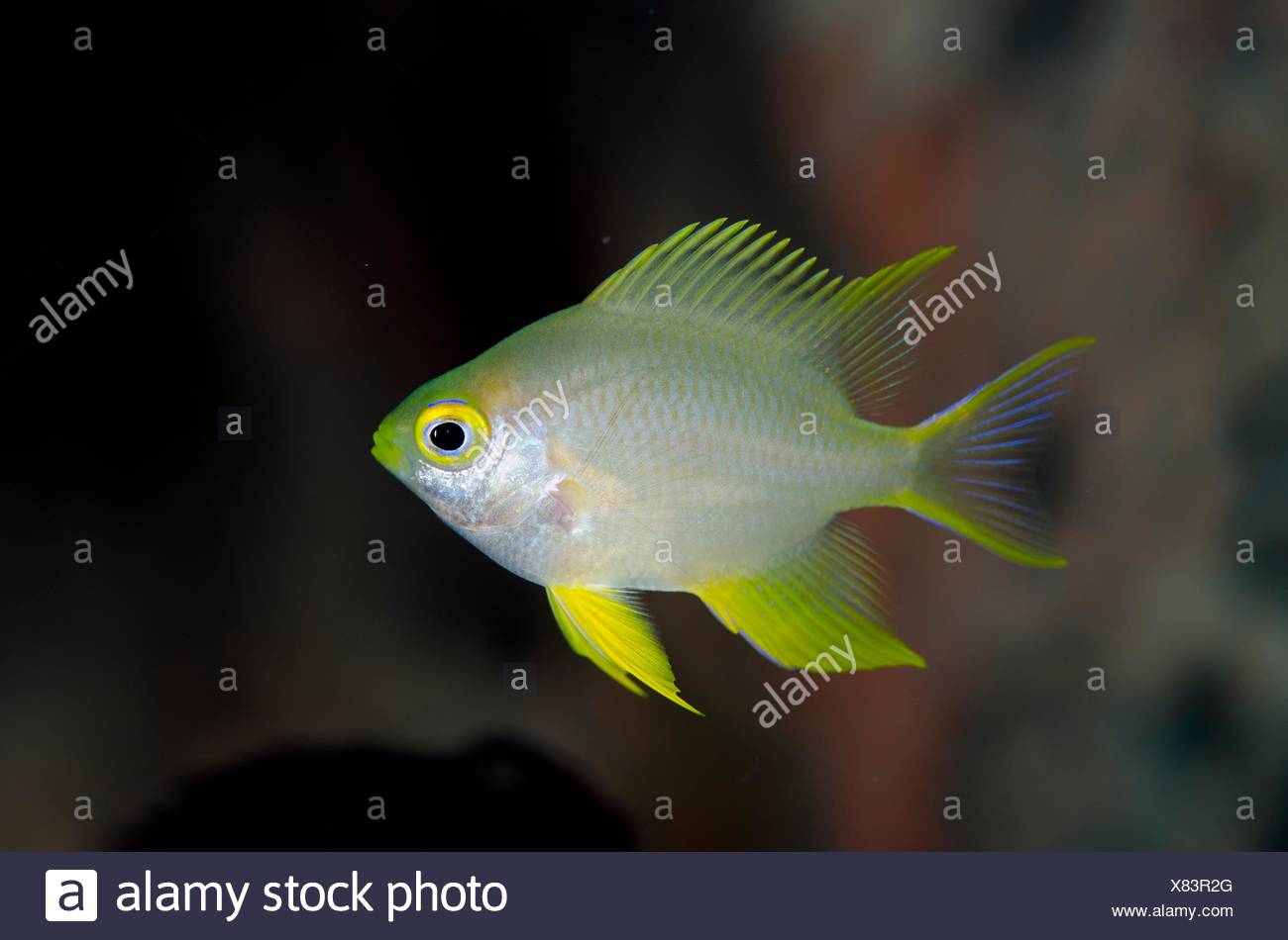Ternate Island High Resolution Stock Photography and Images - Alamy