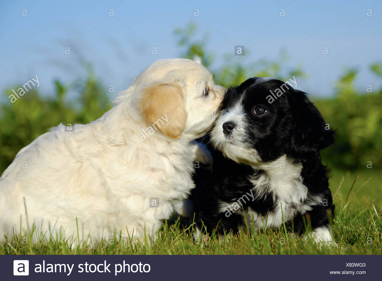 Black And White Poppies High Resolution Stock Photography and Images ...