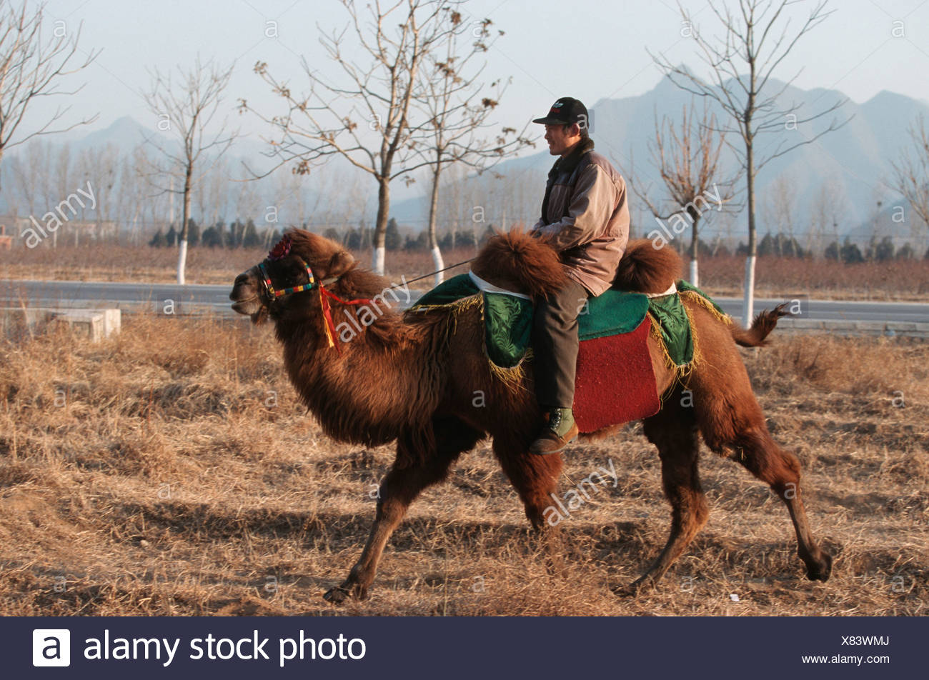 Bactrian Camel With Rider High Resolution Stock Photography and Images ...