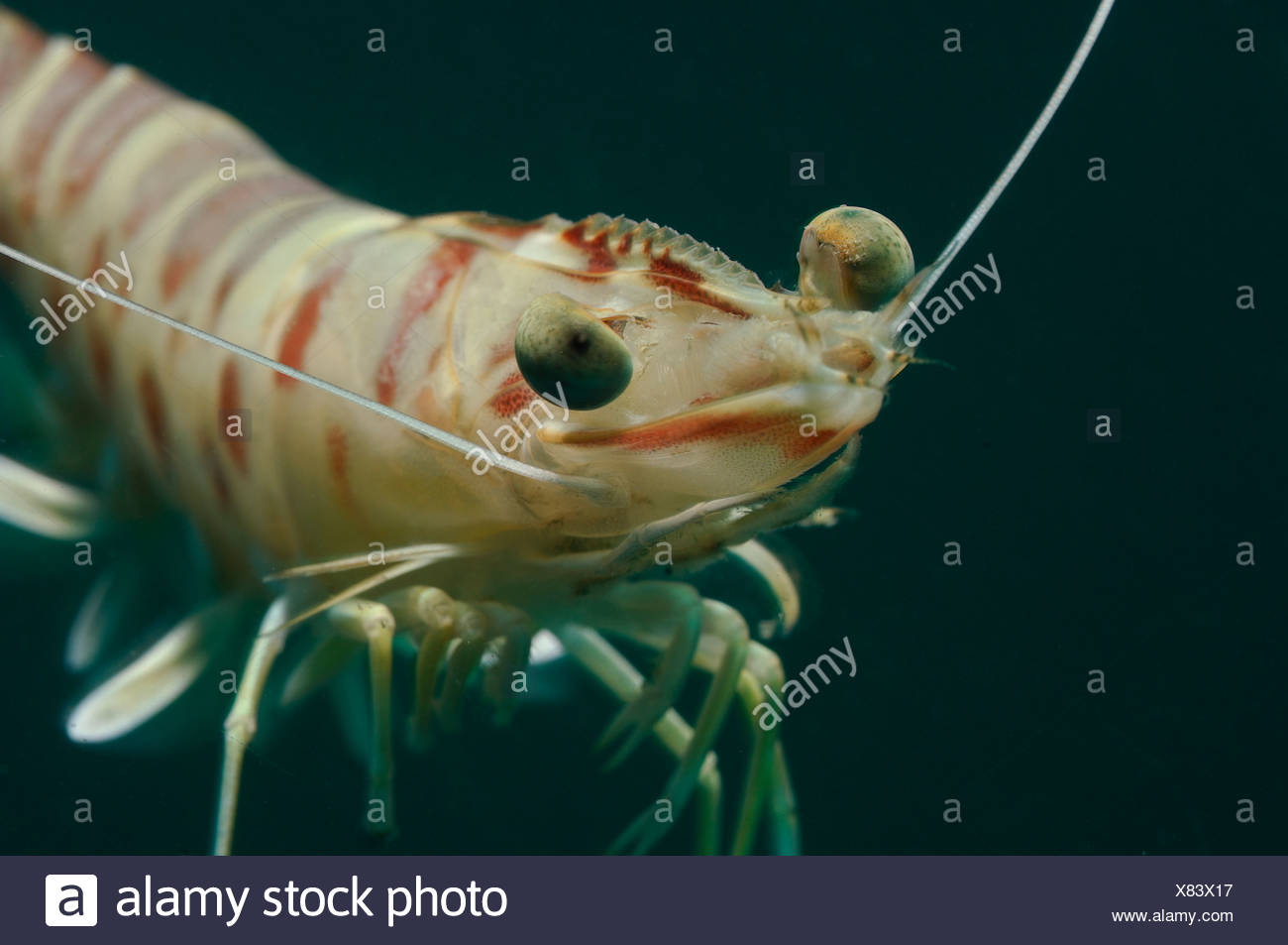 Kuruma Stock Photos & Kuruma Stock Images - Alamy