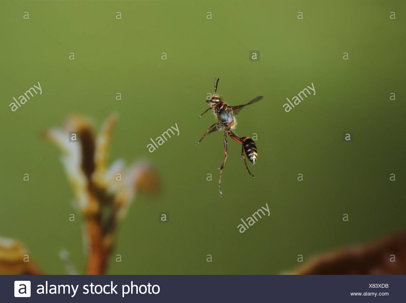 Sceliphron Curvatum High Resolution Stock Photography and Images - Alamy