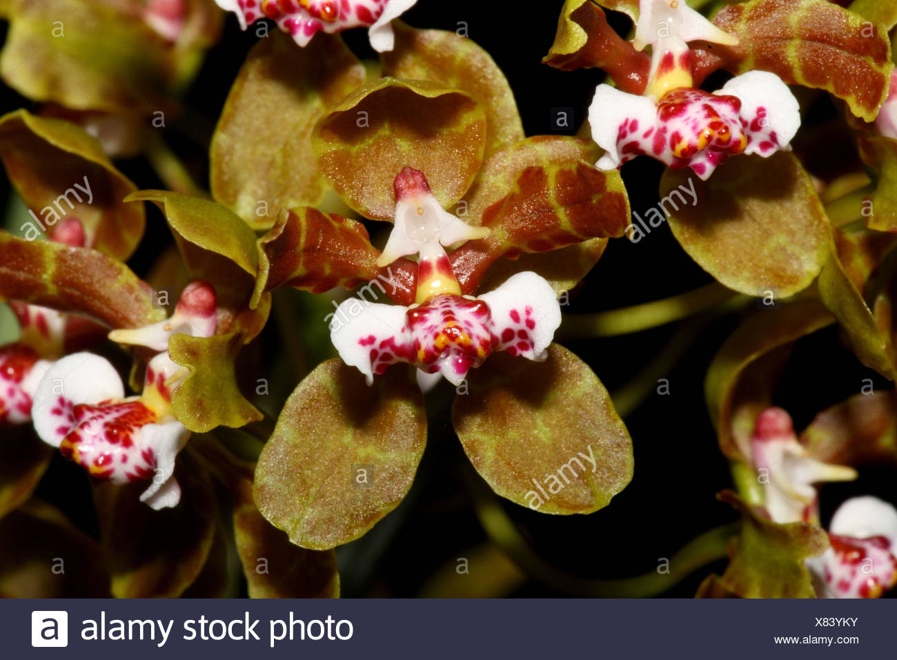 Oncidium High Resolution Stock Photography and Images - Alamy