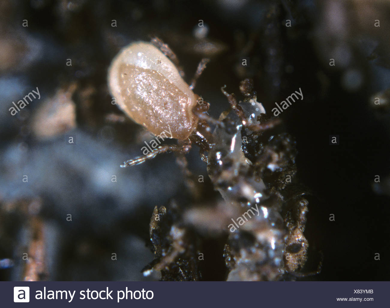 Predatory Mite High Resolution Stock Photography and Images - Alamy