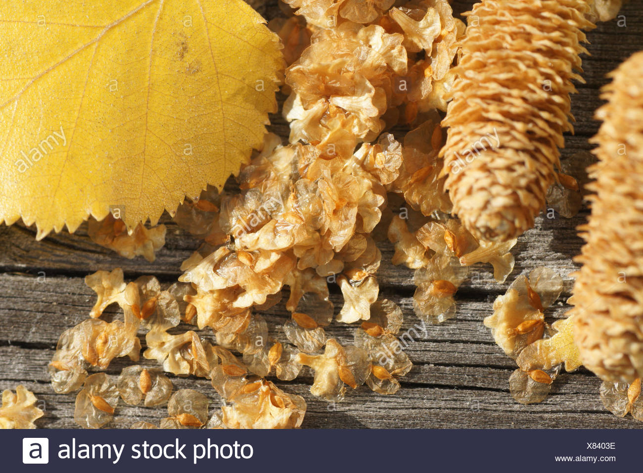 Silver Birch Seeds High Resolution Stock Photography and Images - Alamy