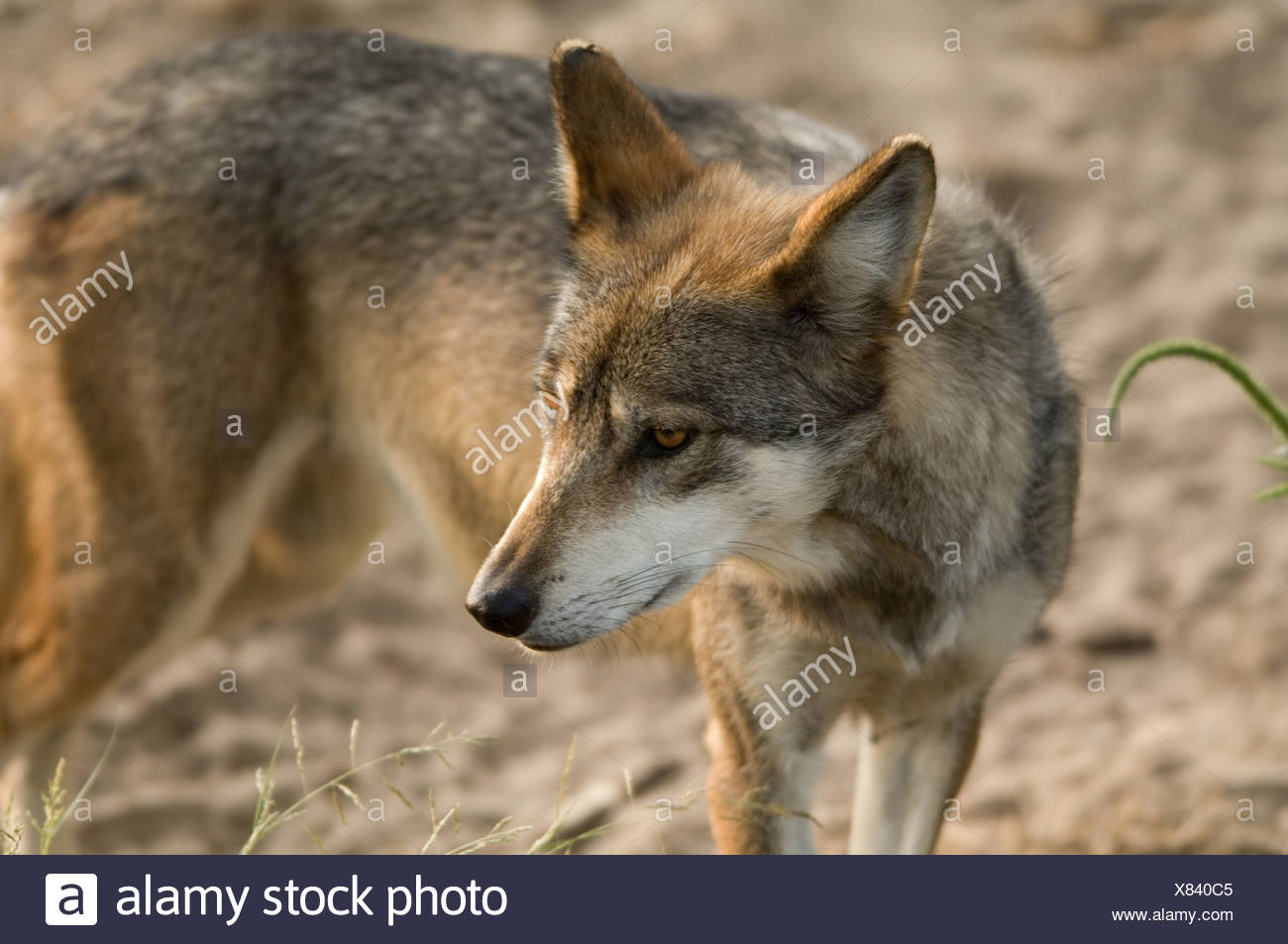 Mexican Gray Wolf Stock Photos & Mexican Gray Wolf Stock Images - Alamy