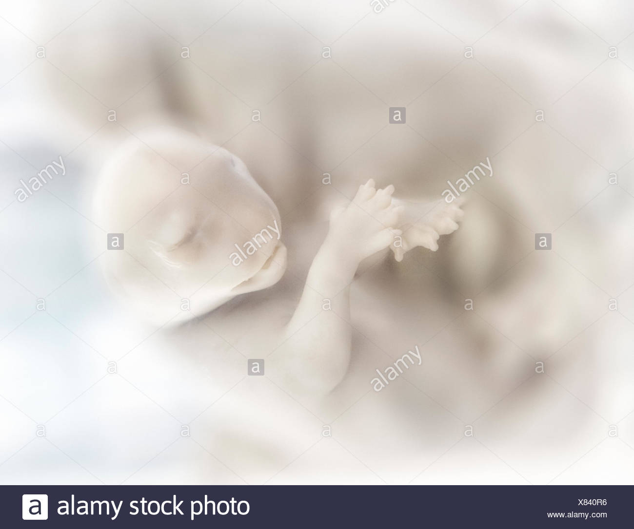 Lion Embryo Stock Photos & Lion Embryo Stock Images - Alamy