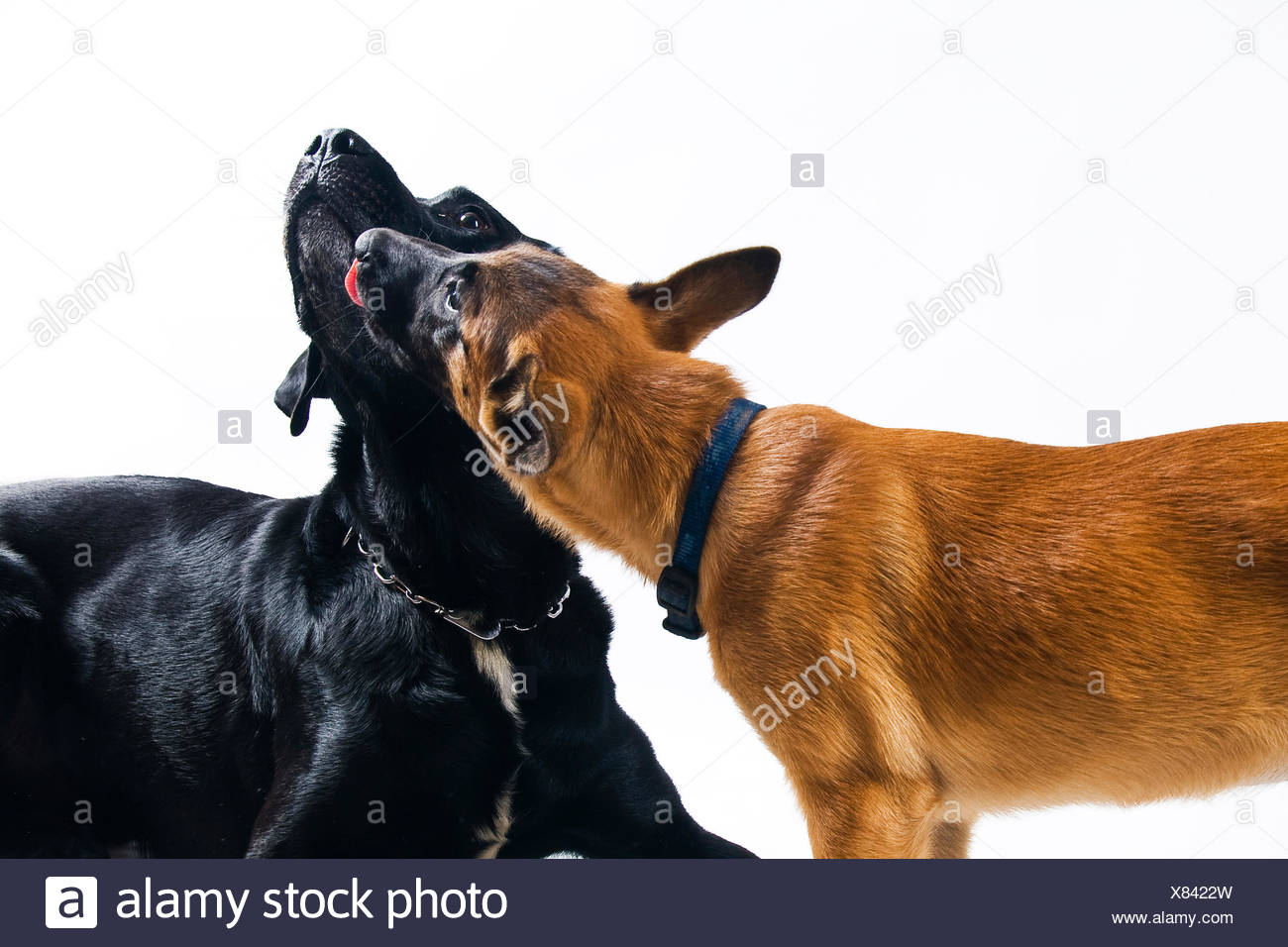 Appeasement Stock Photos & Appeasement Stock Images - Alamy