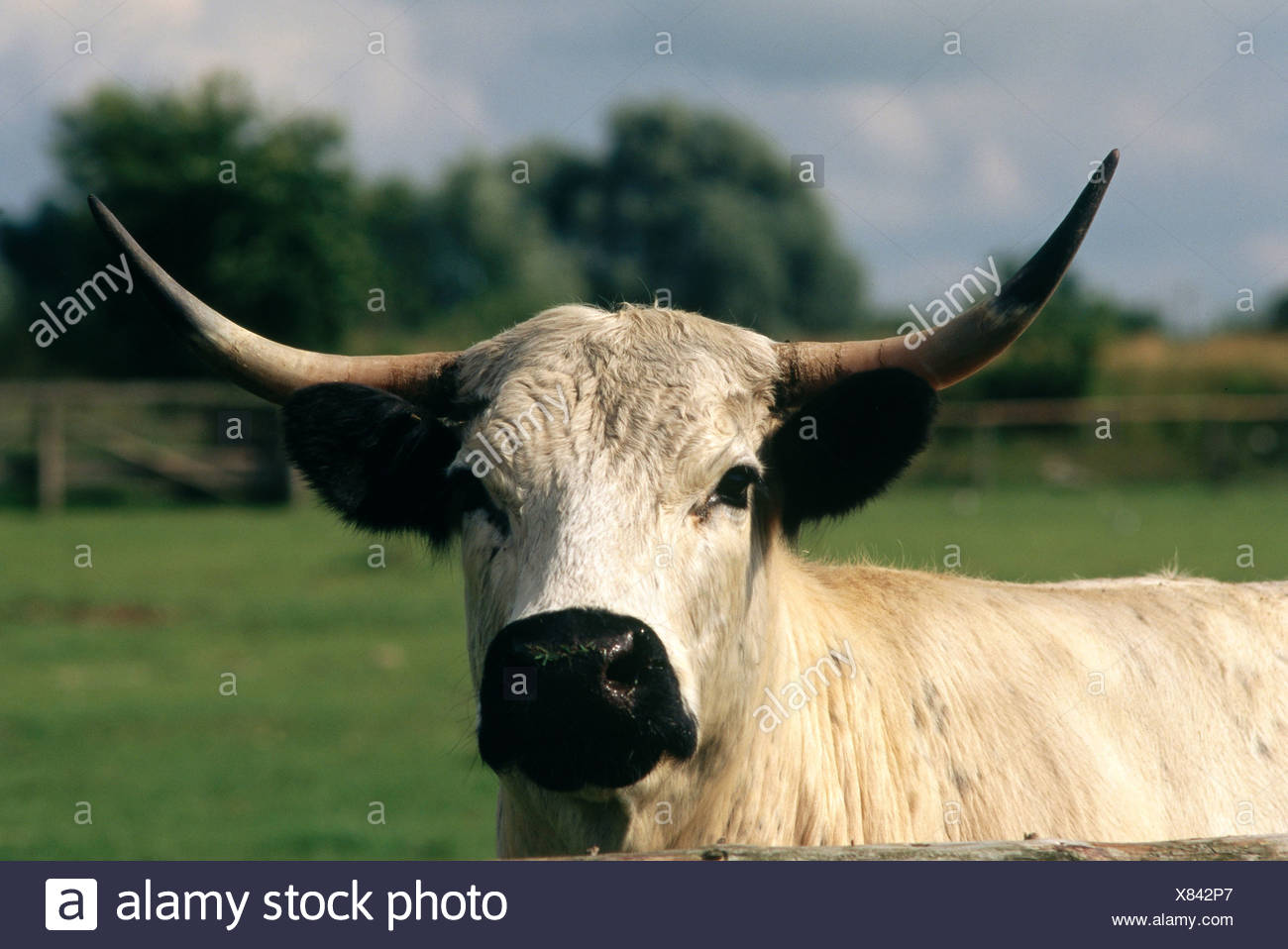 White Park Cattle Bos Taurus High Resolution Stock Photography and ...