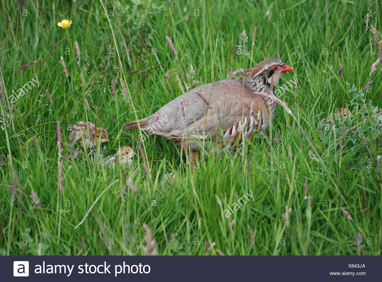 Young Partridge Stock Photos & Young Partridge Stock Images - Alamy