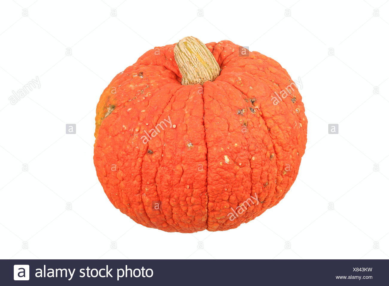 Red Warty Thing Squash High Resolution Stock Photography and Images - Alamy