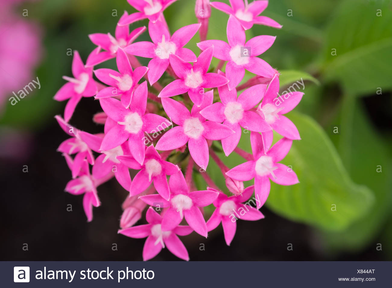 Egyptian Starcluster Stock Photos & Egyptian Starcluster Stock Images ...