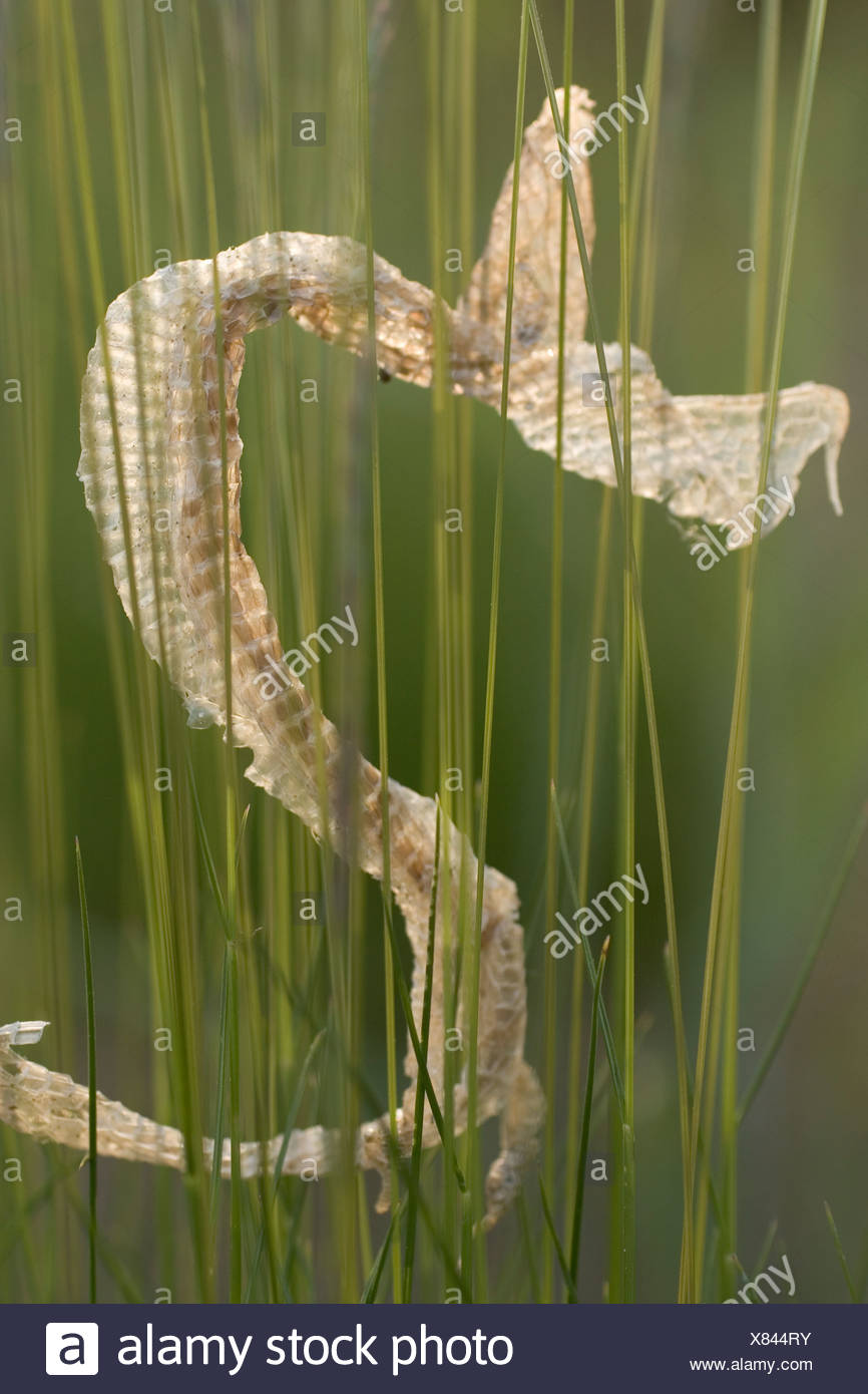 Shed Skin Stock Photos & Shed Skin Stock Images - Alamy