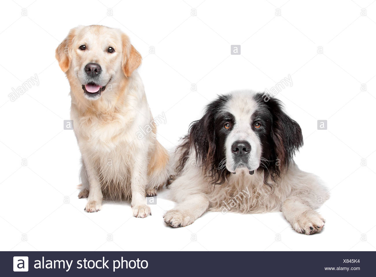Newfoundland And Labrador Dog High Resolution Stock Photography and ...