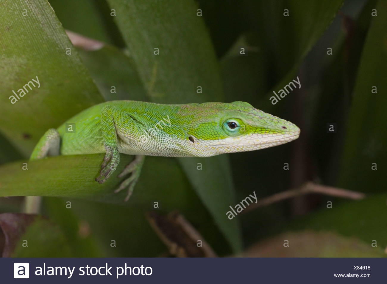 Green Anole Lizard Stock Photos & Green Anole Lizard Stock Images - Alamy