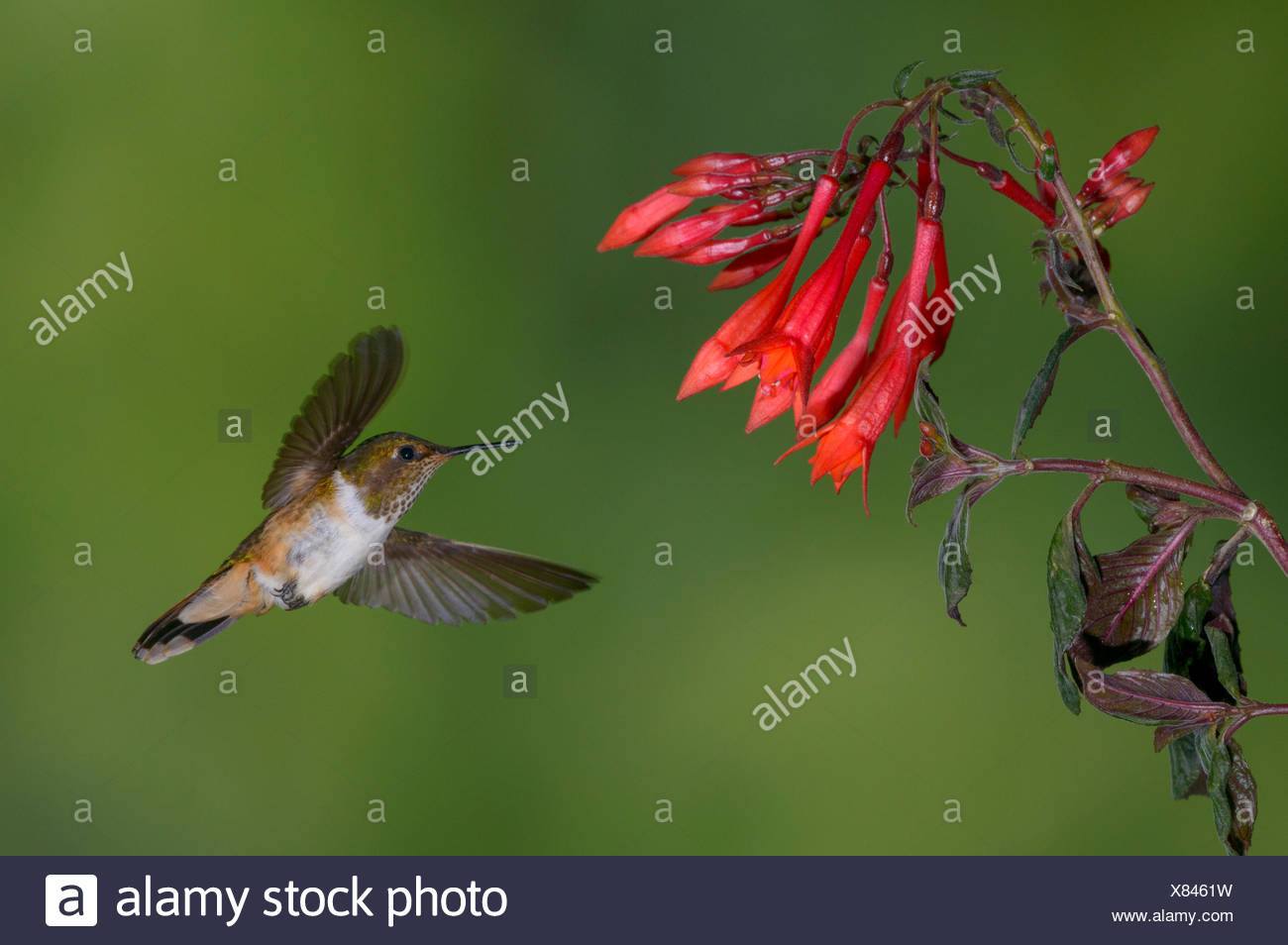 Volcano Hummingbirds High Resolution Stock Photography and Images - Alamy