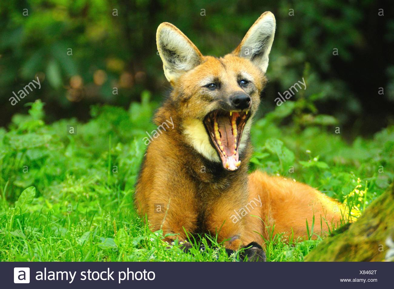 Wolf Teeth High Resolution Stock Photography and Images - Alamy