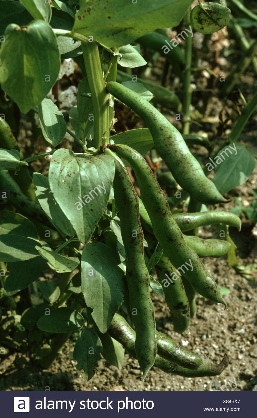 Bean Pest High Resolution Stock Photography and Images - Alamy