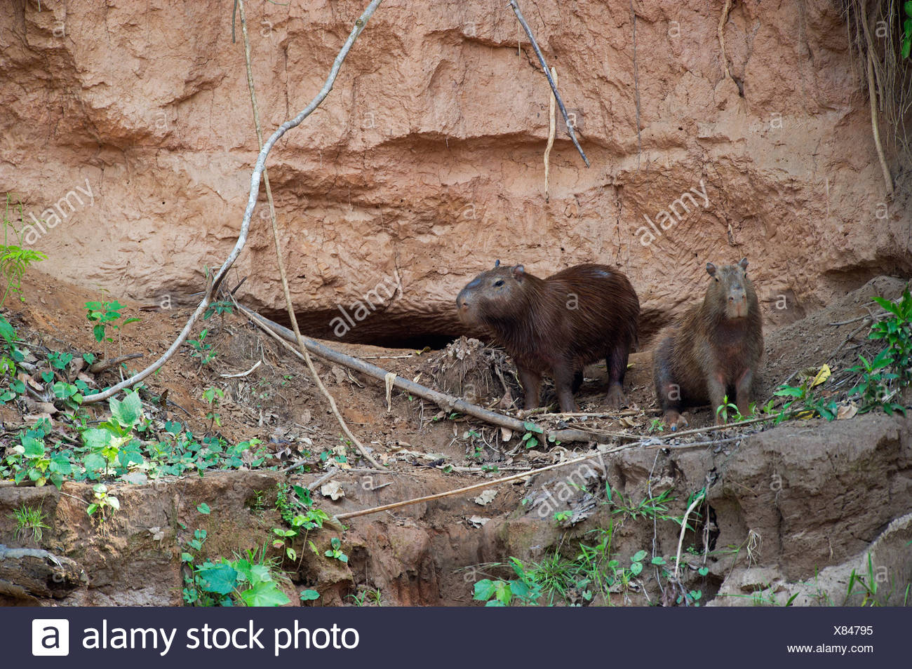 Capybara Amazon River High Resolution Stock Photography and Images - Alamy