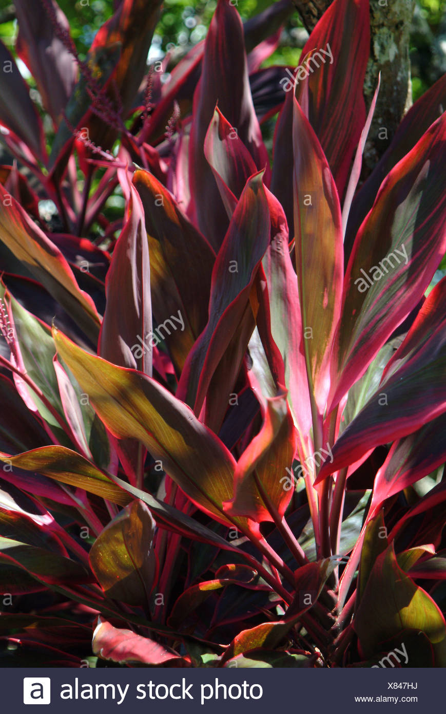 Hawaiian Ti Plant High Resolution Stock Photography and Images - Alamy