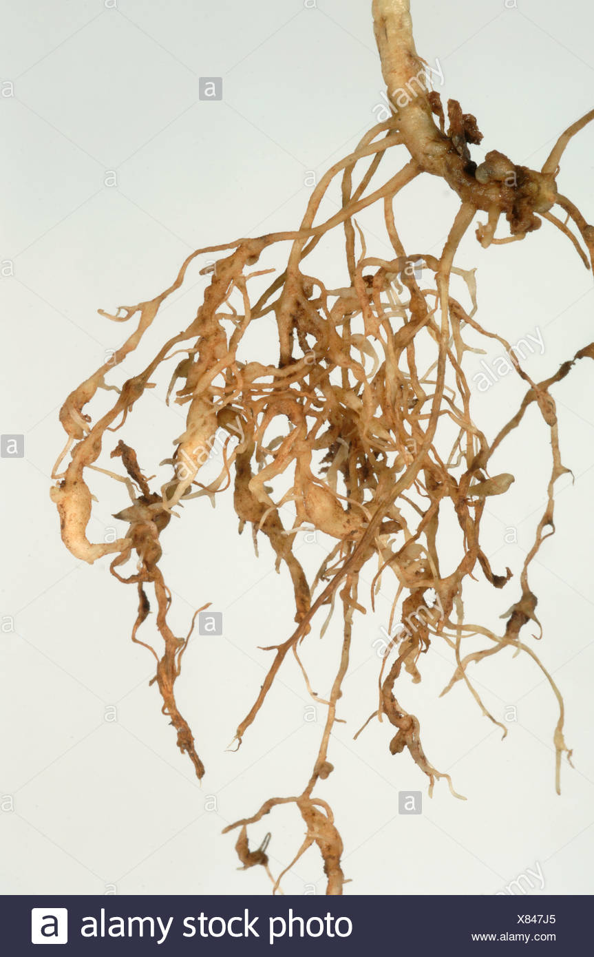 Pea Plant Roots High Resolution Stock Photography and Images - Alamy