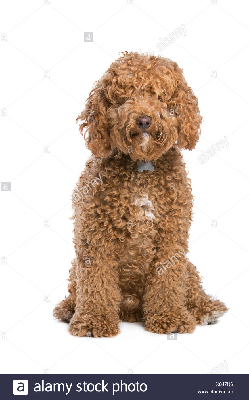 Brown Labradoodle Stock Photos & Brown Labradoodle Stock Images - Alamy