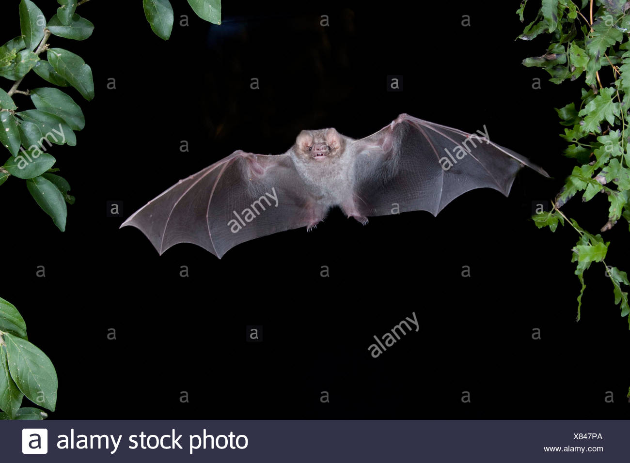 The Hairy Legged Vampire Bat Diphylla Ecaudata High Resolution Stock ...