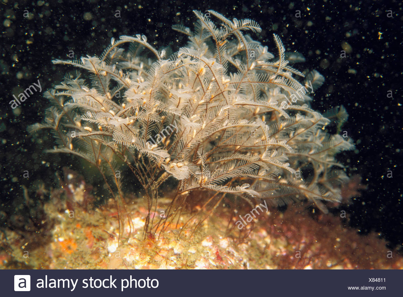 Aglaophenia High Resolution Stock Photography and Images - Alamy