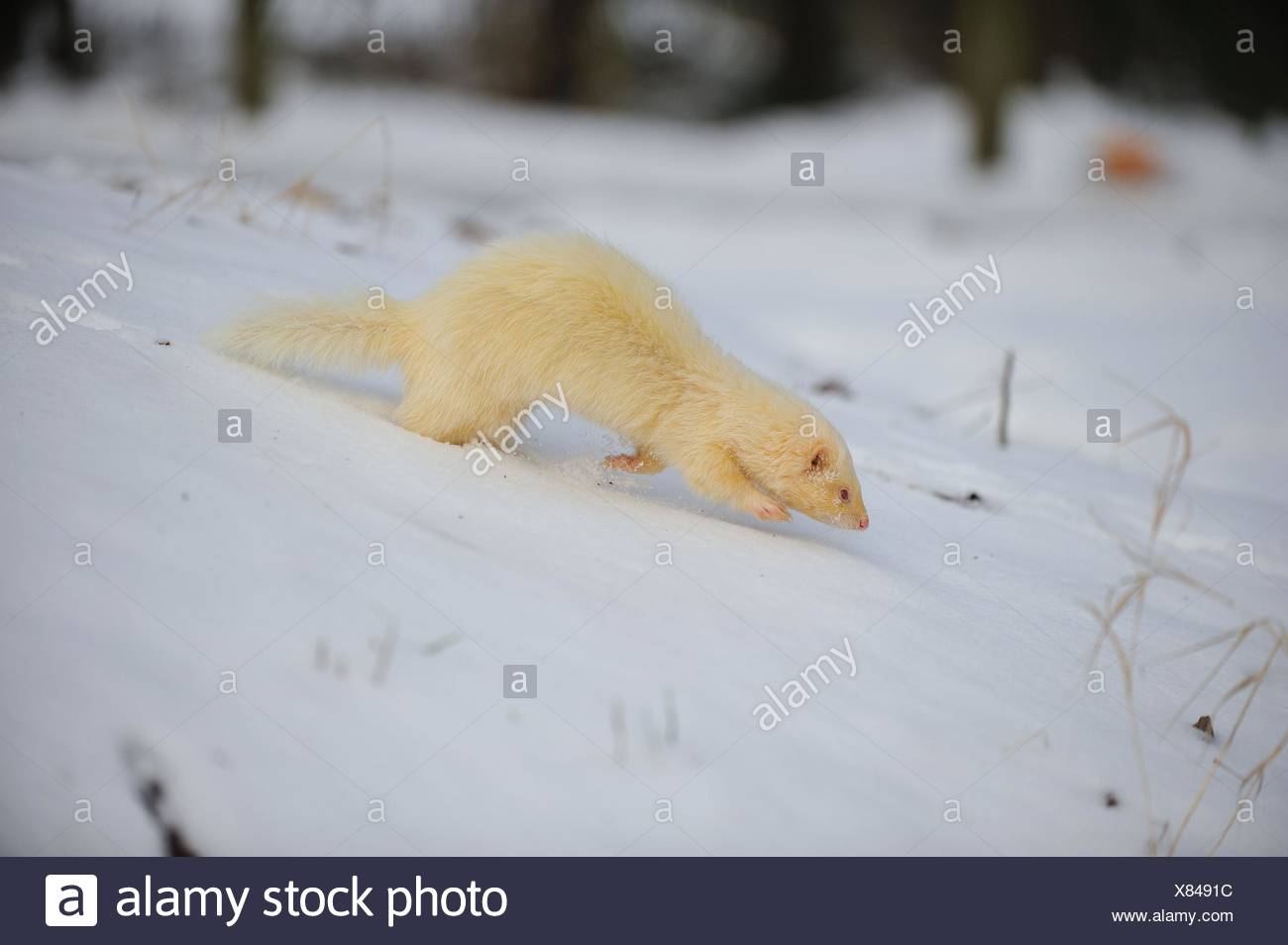 Running Ferret High Resolution Stock Photography and Images - Alamy