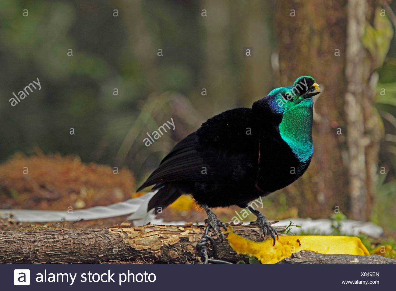 Birds Of Paradise Papua New Guinea High Resolution Stock Photography ...
