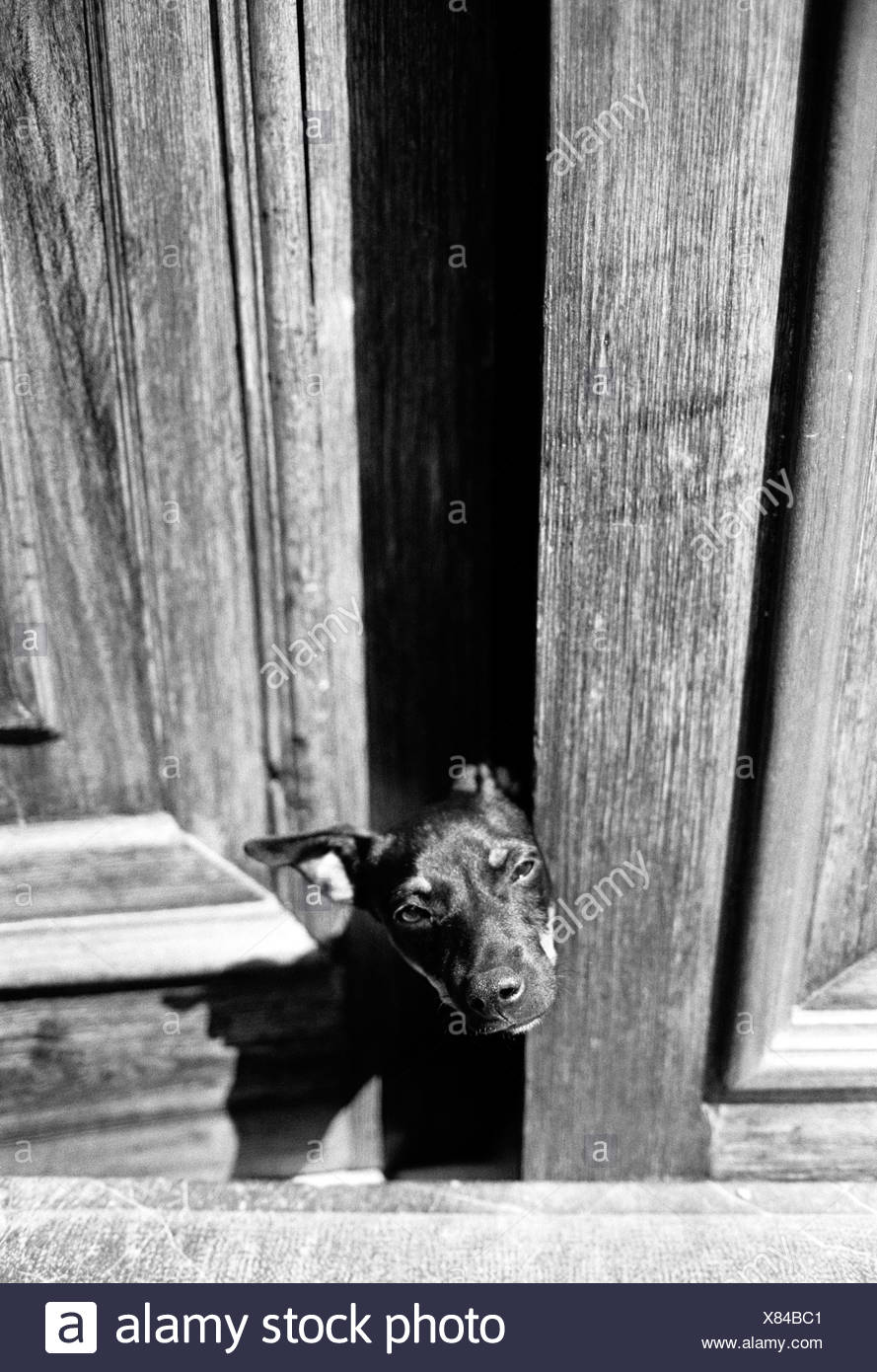 Dog Peeking Out Stock Photos & Dog Peeking Out Stock Images - Alamy