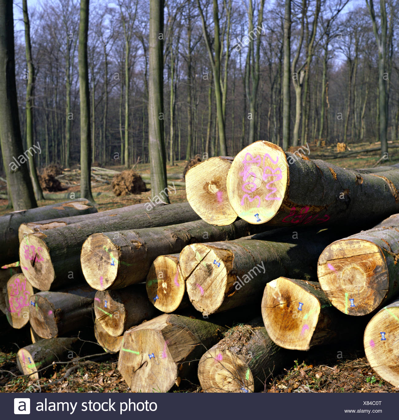Plant Woodcut Stock Photos & Plant Woodcut Stock Images - Alamy