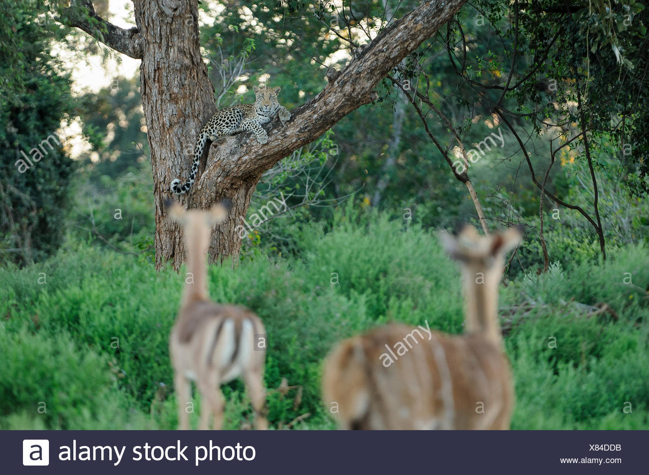 Nyala Tree High Resolution Stock Photography and Images - Alamy