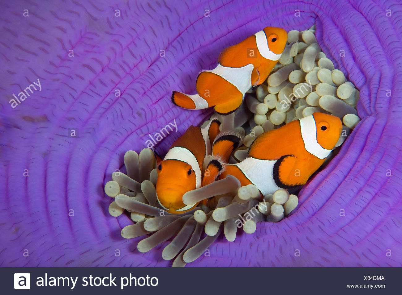 False Clownfish High Resolution Stock Photography and Images - Alamy