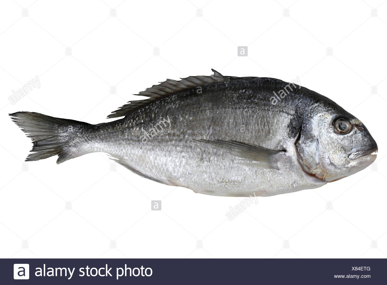Sparus Auratus High Resolution Stock Photography and Images - Alamy