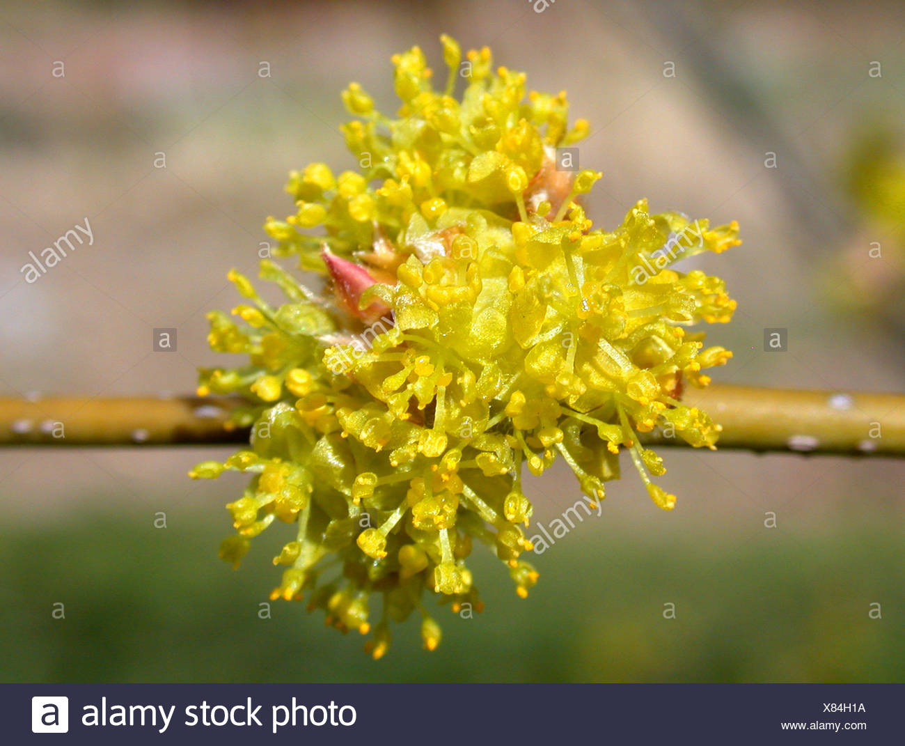 Korean Spicebush Lindera High Resolution Stock Photography and Images ...