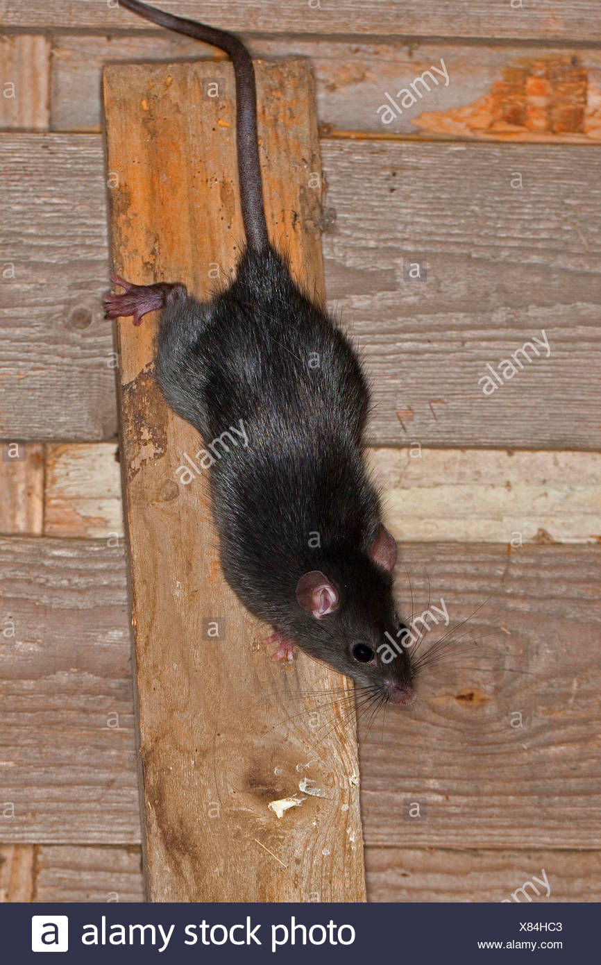 Rattus Rattus Black Rat Stock Photos & Rattus Rattus Black Rat Stock ...