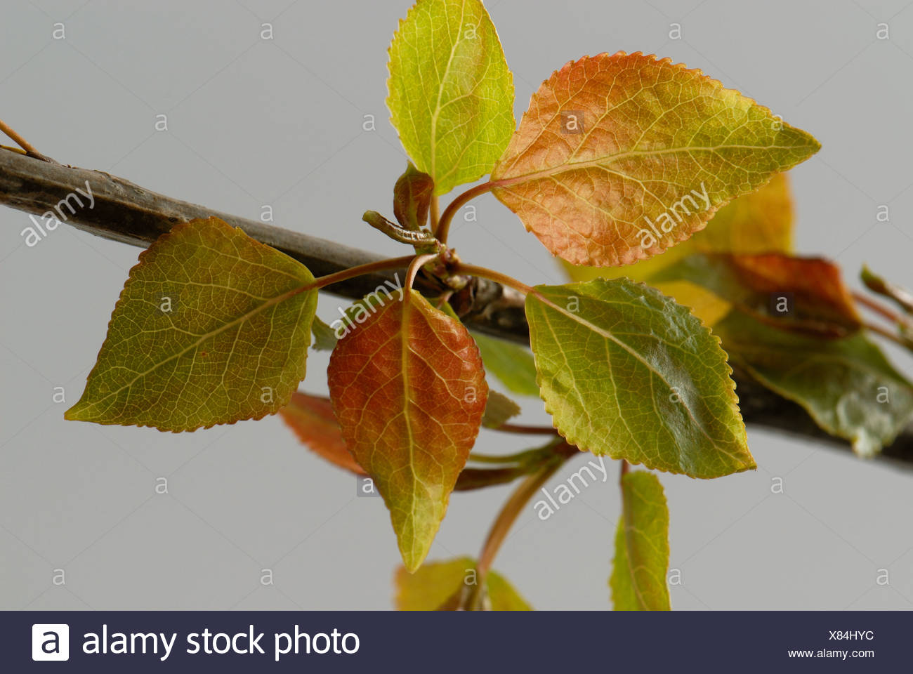 Populus Poplar High Resolution Stock Photography and Images - Alamy